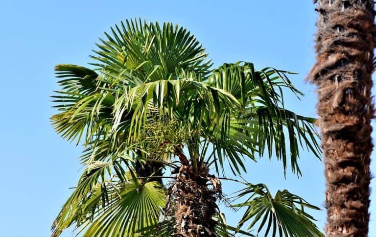 Types of Palm Trees and How to Take Care Of Them - Arbor Facts