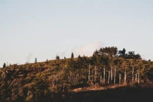 Balsam Fir Tree: Where It Grows and How to Care for One? - Arbor Facts