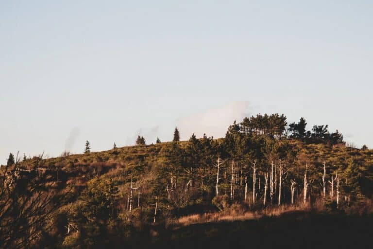 Balsam Fir Tree: Where It Grows and How to Care for One? - Arbor Facts