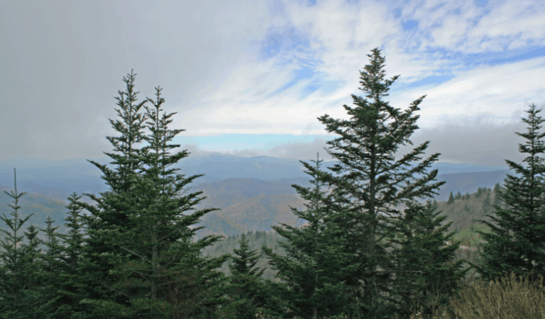 Fraser Fir Tree: Can You Grow It In Your Yard? - Arbor Facts