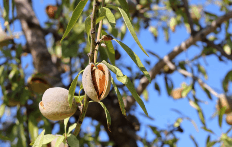 Almond Tree: How To Care For It, And When To Expect The First Almonds