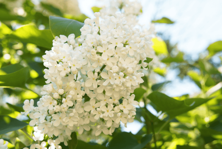 Ivory Silk Lilac Tree: Which Are The Perfect Conditions For It? - Arbor ...
