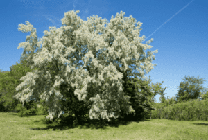 Russian Olive Tree: How Long It Takes To Grow Olives? - Arbor Facts
