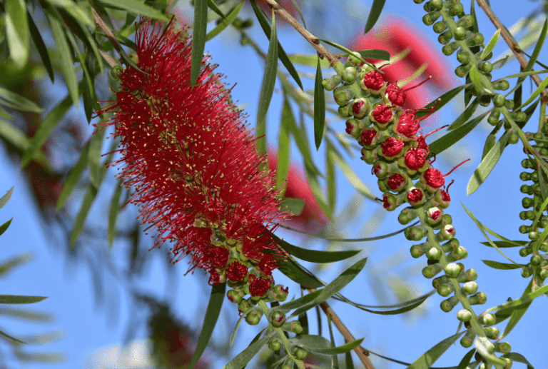 Bottle Brush Tree: Can You Grow It In Your Own Yard? - Arbor Facts