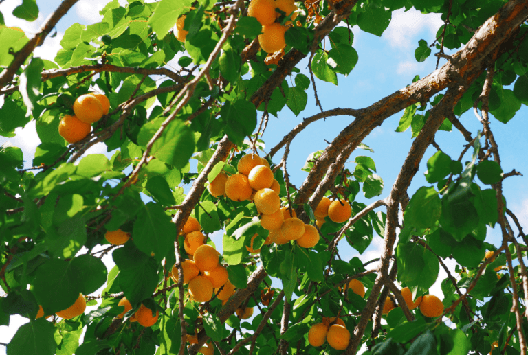 Apricot Tree: Can You Really Grow It On Your Own? - Arbor Facts