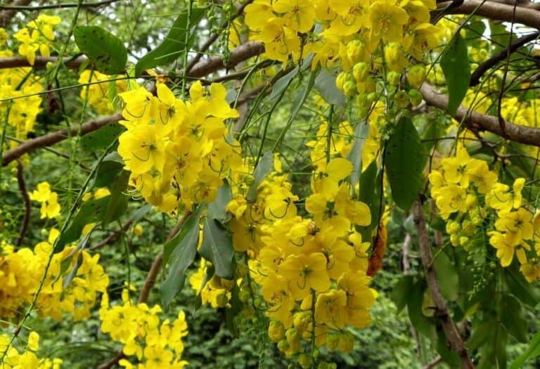Cassia Tree (Cassia fistula): A Tropical Tree For Your Garden - Arbor Facts