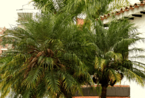 Robellini Palm: All You Need to Know About the Robellini Palm