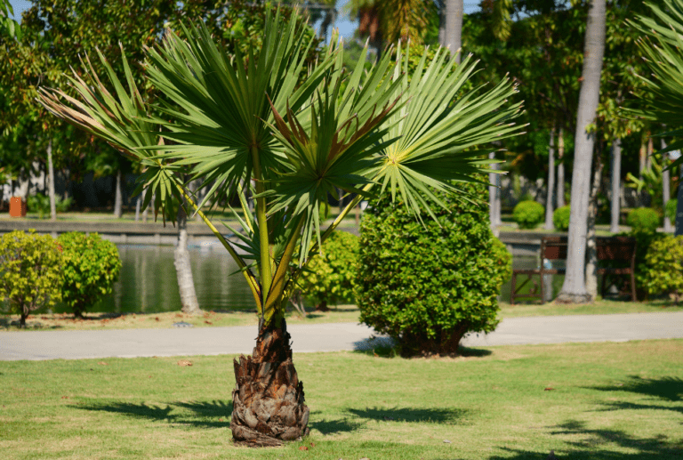 European Fan Palm: All You Need to Know - Arbor Facts