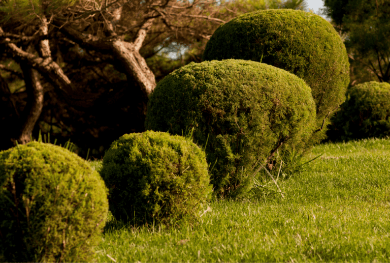 Boxwood Tree Guide: What You Need to Know about Boxwood Shrubs
