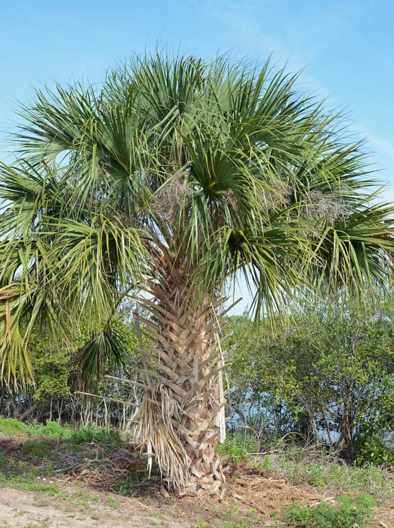 Best Zone 8 Palm Trees Guide - Arbor Facts